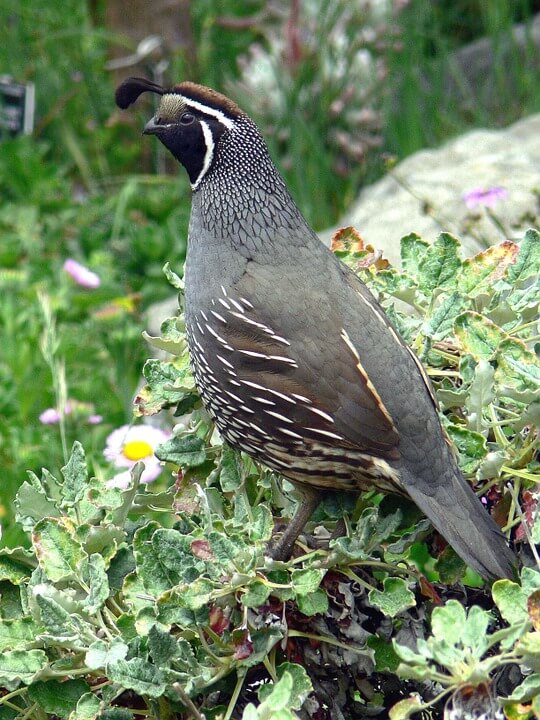 orange_ca_quail - Careers in Government